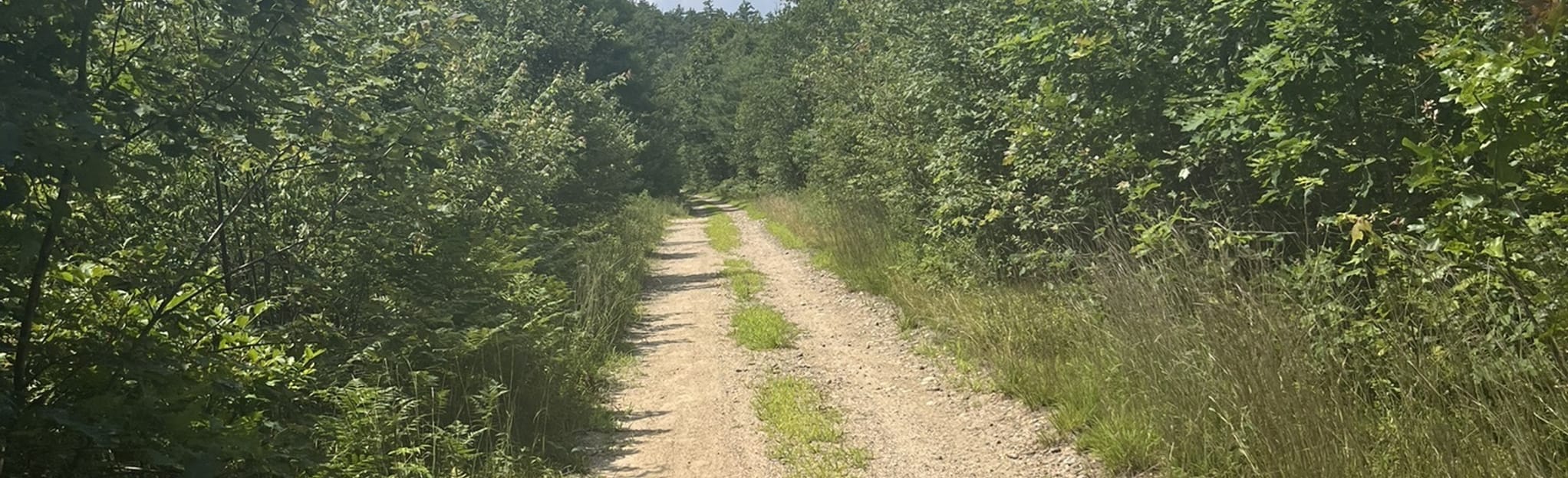 Catamount Hill via Bear Brook Upper Trail , New Hampshire - 86 Reviews ...