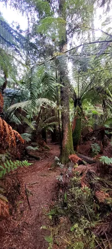 Best Hikes and Trails in Ferndene State Reserve | AllTrails