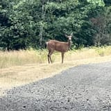 High Point Trail, Washington - 214 Reviews, Map | AllTrails