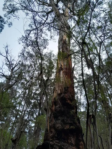 Best Hikes and Trails in Moondarra State Park | AllTrails