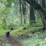 Ledgeview Extended Loop, British Columbia, Canada - 168 Reviews, Map ...