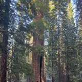 Boole Tree Loop, California - 157 Reviews, Map | AllTrails