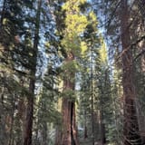 Boole Tree Loop, California - 153 Reviews, Map | AllTrails