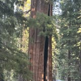 Boole Tree Loop, California - 157 Reviews, Map | AllTrails