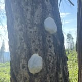 Boole Tree Loop, California - 153 Reviews, Map | AllTrails