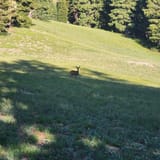 Sun Notch Trail, Oregon - 763 Reviews, Map | AllTrails