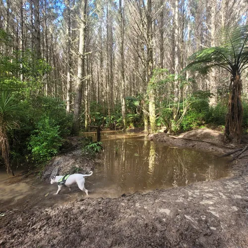 2023 Best Easy Trails in Riverhead Forest | AllTrails