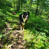 Whigg Meadow via Mud Gap Trail, North Carolina - 105 Reviews, Map ...