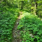 Whigg Meadow via Mud Gap Trail, North Carolina - 125 Reviews, Map ...