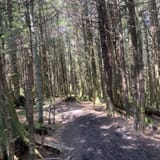 Mount Rogers Loop Trail, Virginia - 388 Reviews, Map | AllTrails