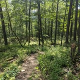 Tanbark Loop, New York - 574 Reviews, Map | AllTrails