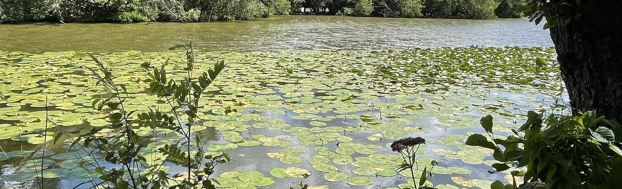 Lyngby Lake Loop, Capital Region of Denmark, Denmark - 199 Reviews, Map ...