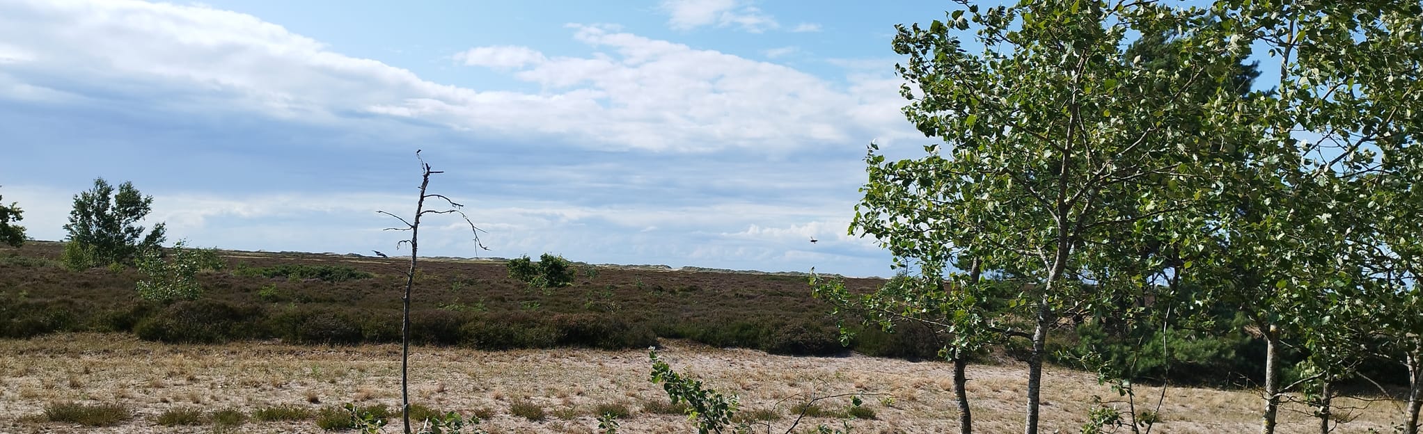 Asserbo Plantage Rundt: 14 Fotos - Region Hovedstaden, Dänemark | AllTrails