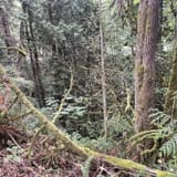 Japanese Gulch Loop Trail, Washington - 1,177 Reviews, Map | AllTrails