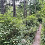 Japanese Gulch Loop Trail, Washington - 1,177 Reviews, Map | AllTrails