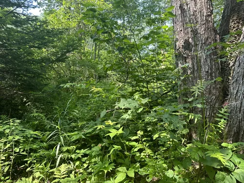 Best Hikes and Trails in La Verna Preserve | AllTrails