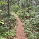 AuSable River Trail, Michigan - 413 Reviews, Map | AllTrails