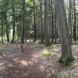 AuSable River Trail, Michigan - 422 Reviews, Map | AllTrails