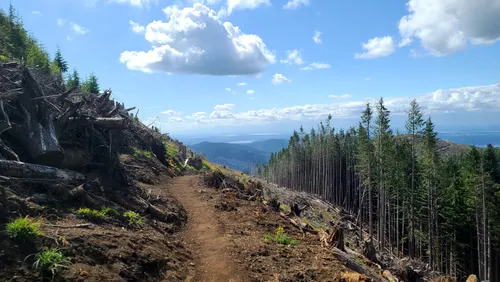 10 Best Hikes and Trails in Tiger Mountain State Forest | AllTrails