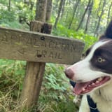 Blue Ridge Gap to Sharp Top, Georgia - 99 Reviews, Map | AllTrails