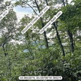 Blue Ridge Gap to Sharp Top, Georgia - 99 Reviews, Map | AllTrails