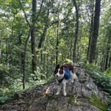 Blue Ridge Gap to Sharp Top, Georgia - 99 Reviews, Map | AllTrails