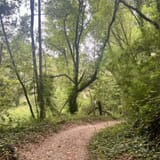 Chaminade Nature Trail, California - 389 Reviews, Map | AllTrails