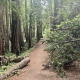Chaminade Nature Trail, California - 389 Reviews, Map | AllTrails