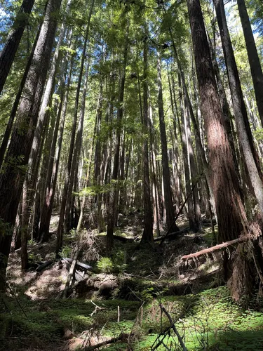 Best Hikes and Trails in Bonny Doon Ecological Reserve | AllTrails