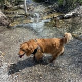 Wheeler Pass OHV Trail, Nevada - 219 Reviews, Map | AllTrails