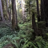 Miner's Ridge Trail, Clintonia Trail, and Gold Bluffs Beach Loop ...
