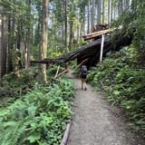 Miner's Ridge Trail, Clintonia Trail, and Gold Bluffs Beach Loop ...