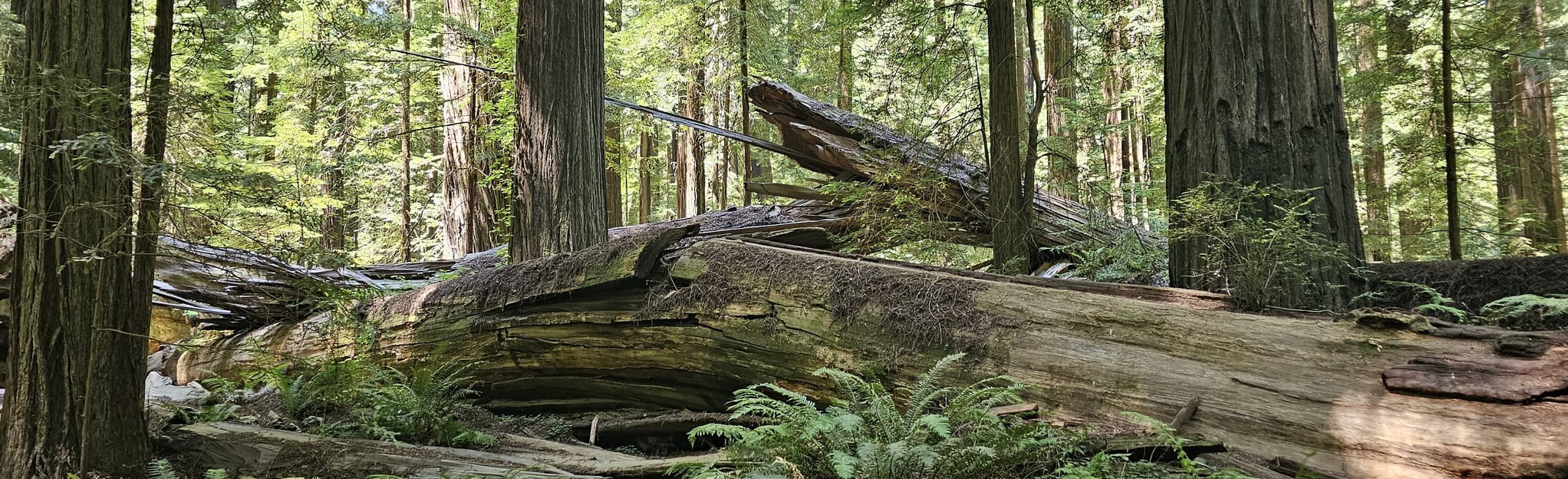 Founders Grove Nature Trail, California - 1,024 Reviews, Map | AllTrails
