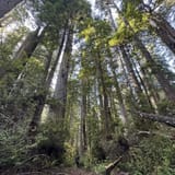 Miner's Ridge Trail, Clintonia Trail, and Gold Bluffs Beach Loop ...