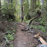 Miner's Ridge Trail, Clintonia Trail, and Gold Bluffs Beach Loop ...