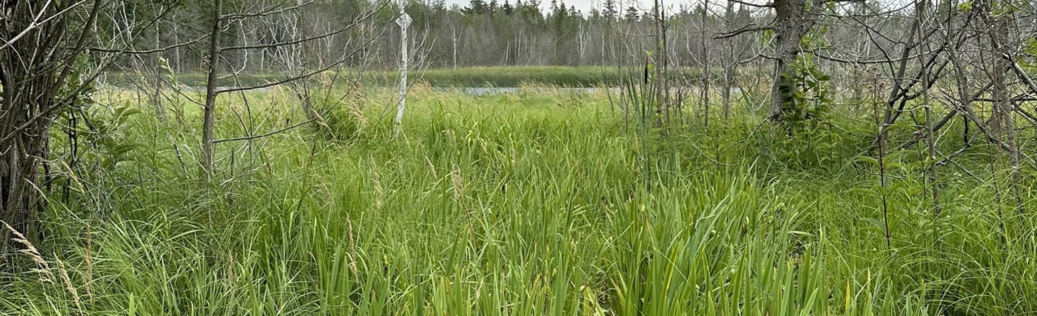 Mink River Estuary Fern Trail, Wisconsin - 24 Reviews, Map | AllTrails