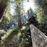 Murhut Falls Trail, Washington - 852 Reviews, Map | AllTrails
