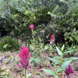 Bow Summit Viewpoint, Alberta, Canada - 721 Reviews, Map | AllTrails