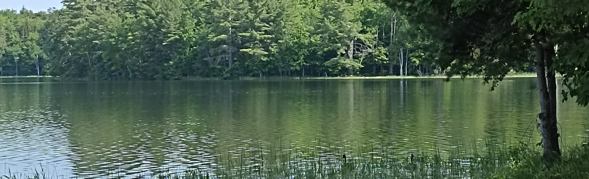 Colwell Lake Trail, Michigan - 35 Reviews, Map | AllTrails