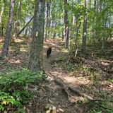 Tree Top Nature Trail, Alabama - 255 Reviews, Map | AllTrails