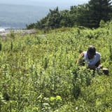 Haystack Mountain Trail, Maine - 277 Reviews, Map | AllTrails