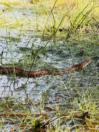 Best Hikes and Trails in Twelve Mile Swamp Conservation Area | AllTrails