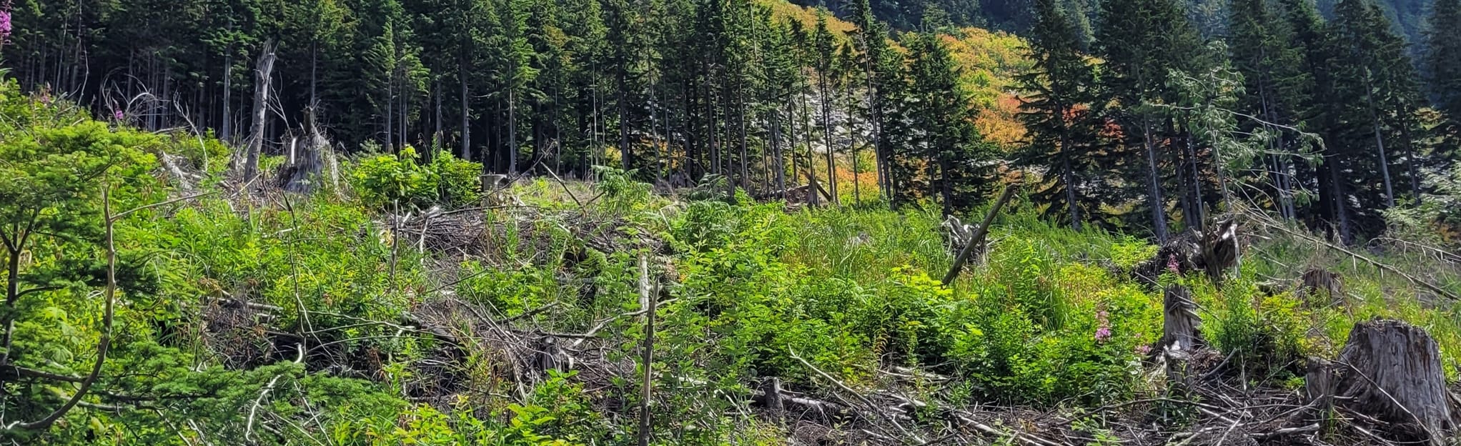 McKay Lake, British Columbia, Canada - 116 Reviews, Map | AllTrails