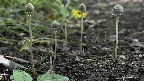 Best Hikes and Trails in Governor Earl Peshtigo River State Forest ...