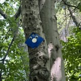 Bald Pate Mountain Trails, Maine - 726 Reviews, Map | AllTrails