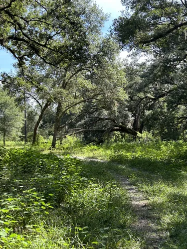 2023 Best Horse Riding Trails in Lower Green Swamp Nature Preserve ...