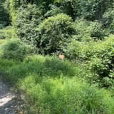 Difficult Run Trail, Virginia - 694 Reviews, Map | AllTrails