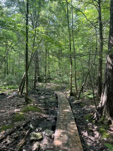 Best Hikes and Trails in Alton Town Forest | AllTrails