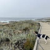 Asilomar State Beach and Coast Trail, California - 871 Reviews, Map ...