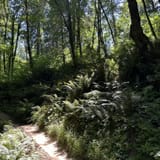 Forest Park Ridge Trail, Oregon - 1,112 Reviews, Map | AllTrails